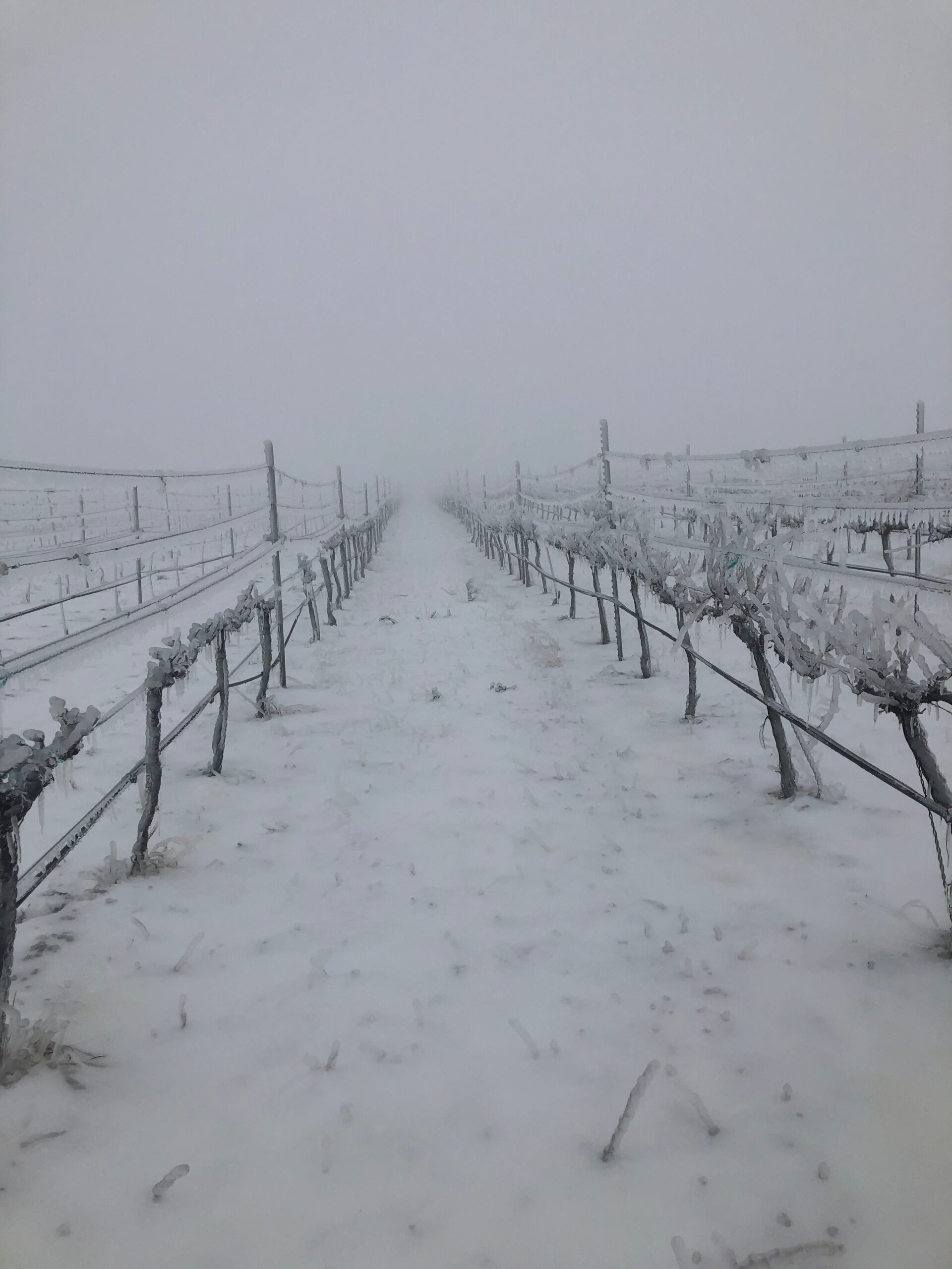 SNOW & ICE COVER TEXAS WINE COUNTRY
